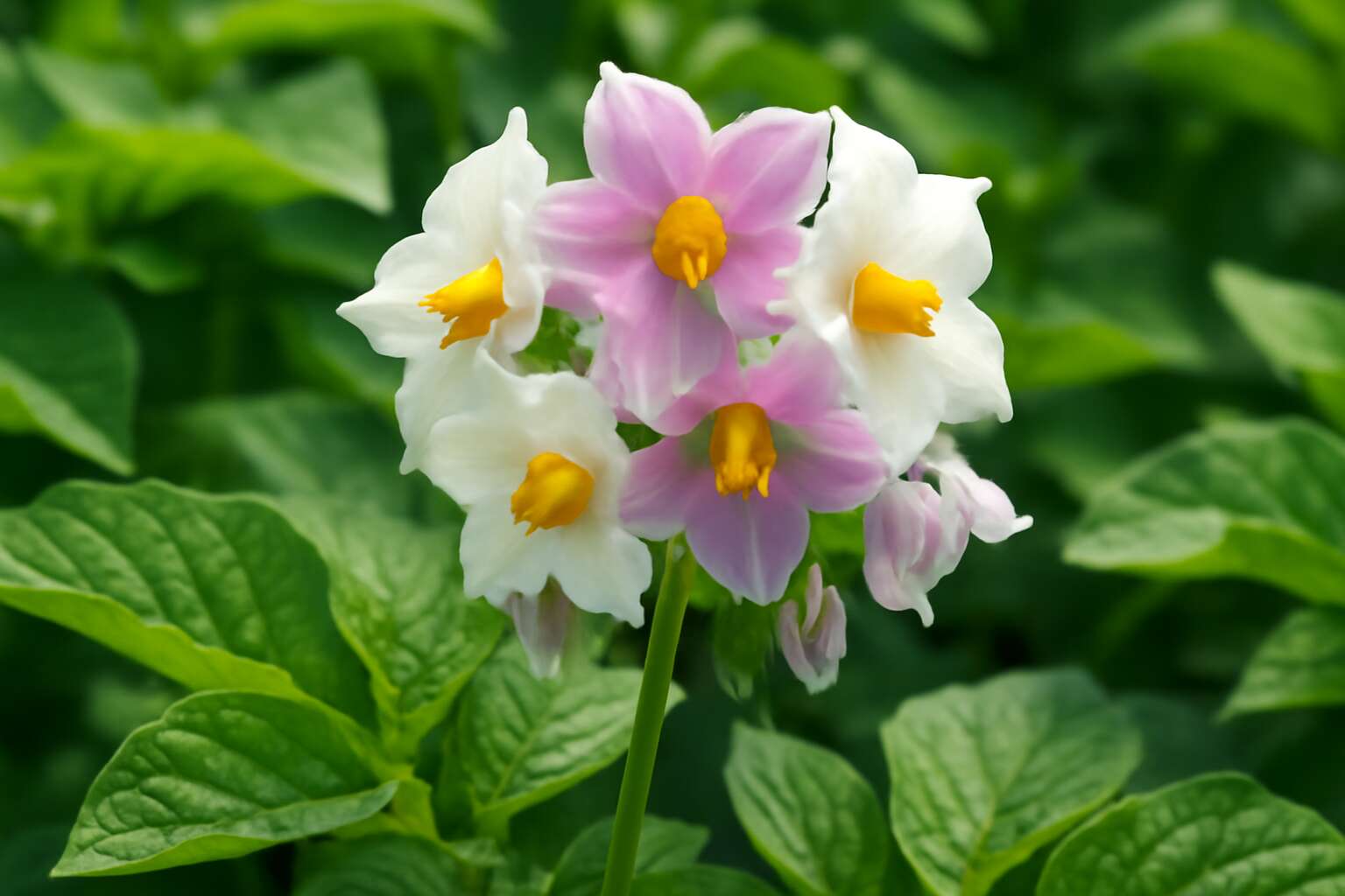 Discover the Beauty of Potato Plant Flowers: Nature’s Hidden Gem in ...