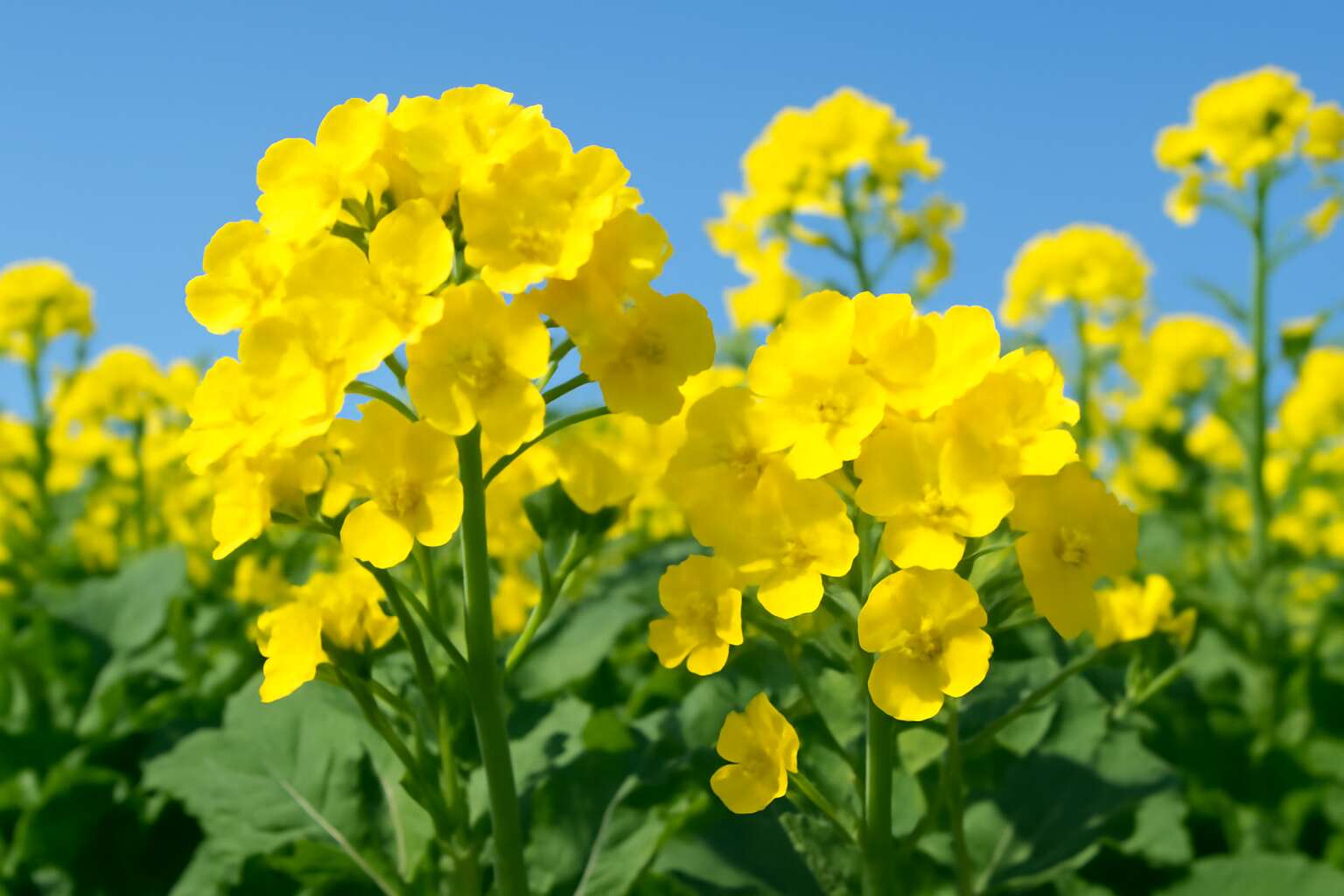 Discover the vibrant beauty and fascinating facts of canola flowers in ...