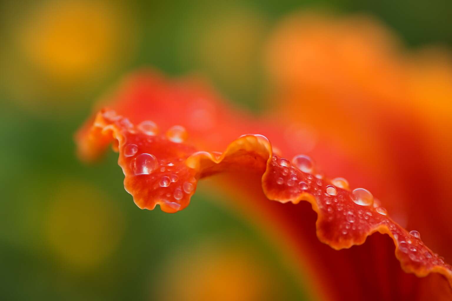 Discover the Latest Checkers Flowers Price: Fresh Bloom Deals You Can't ...